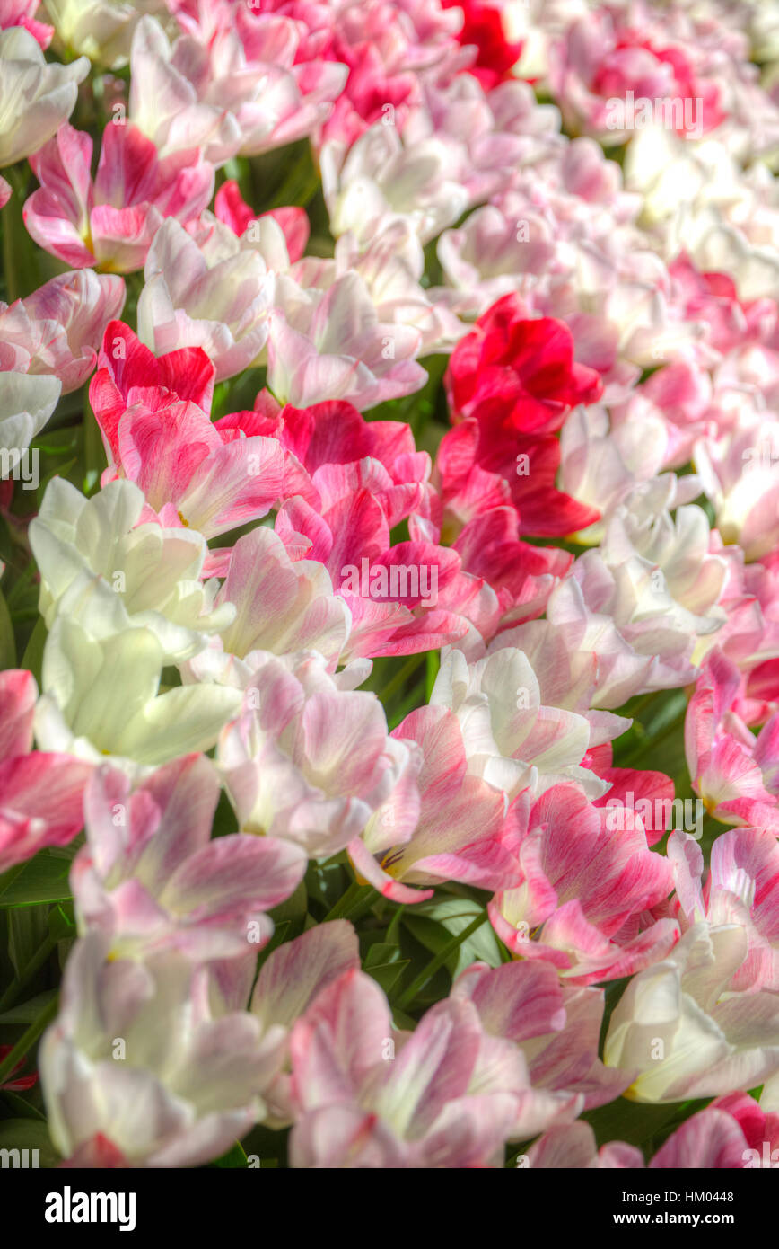 Beautiful bouquet of pink Tulips in Spring Flora Natural Concept field ...