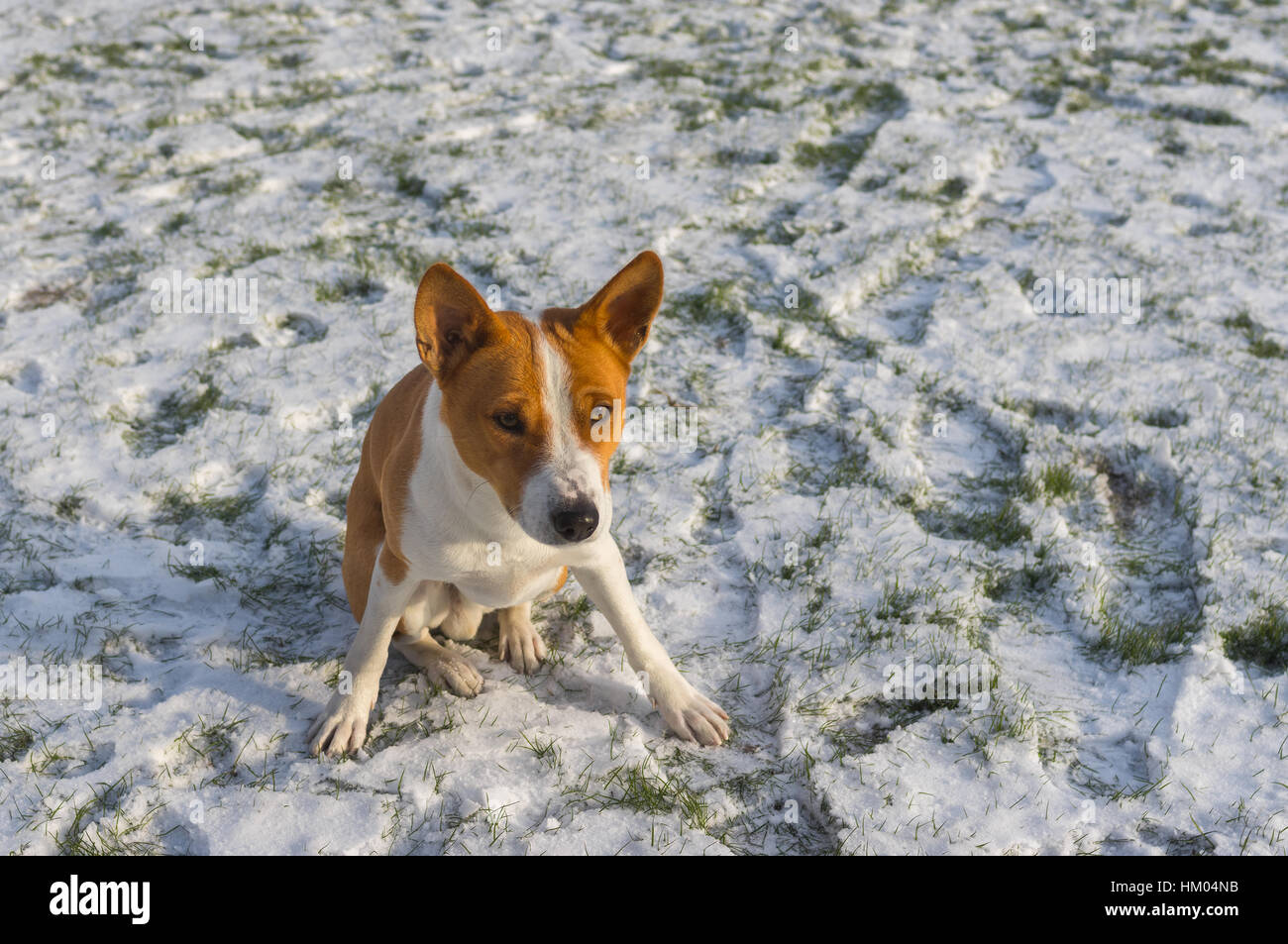 Basenji dog sitting hi-res stock photography and images - Alamy