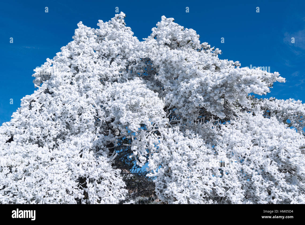 Winter crowns of the trees in Huangshan National park. China Stock ...