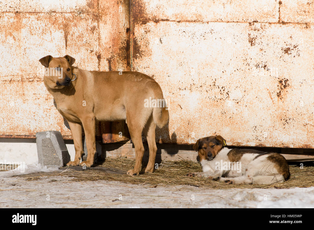 Two stray dogs near rusty colored gate, one standing and one lying, big ...