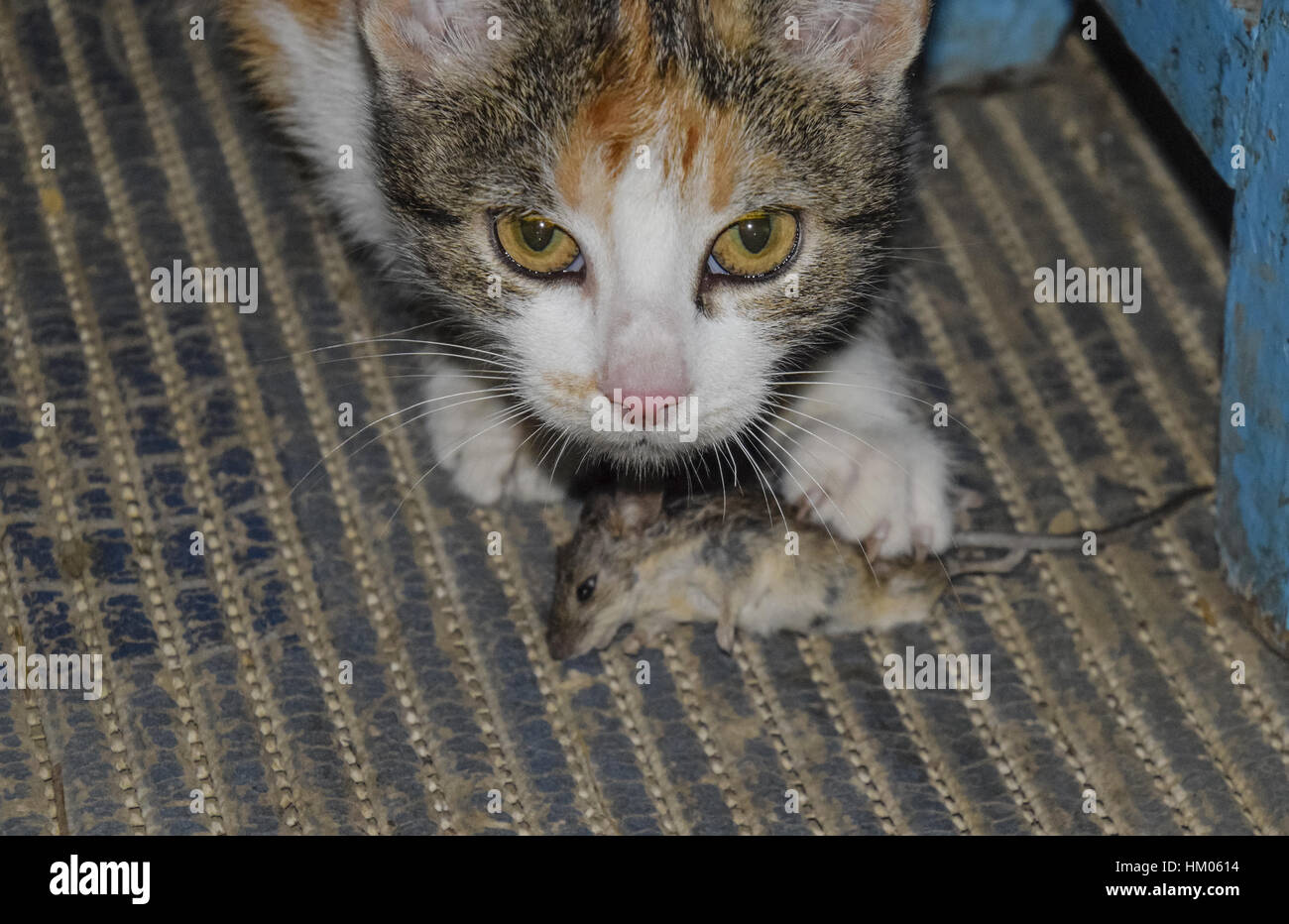 The cat caught the mouse. Natural extermination of mice, cats Stock ...