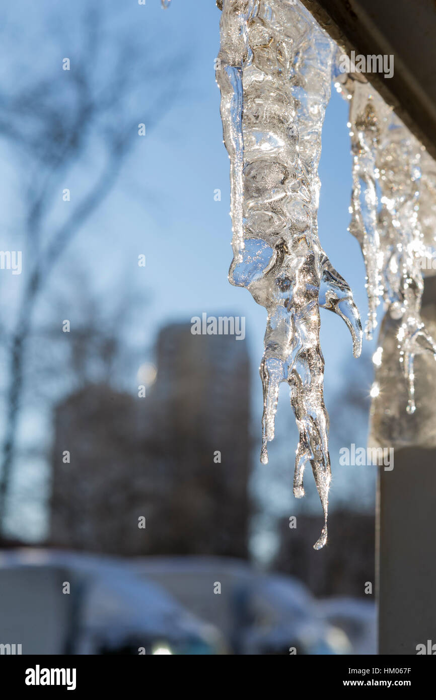 Effects of winter thaw frozen stream of melt water hanging from the ...