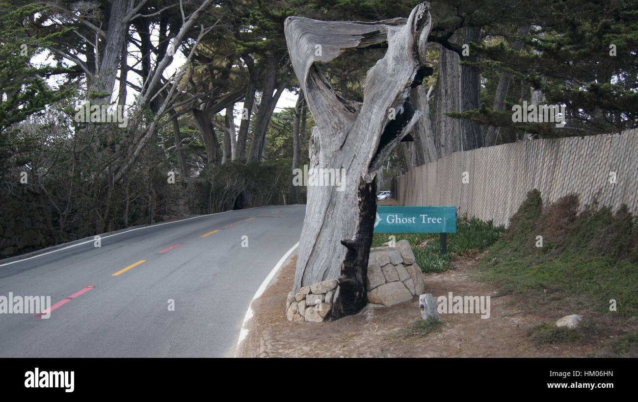 Cypress tree in carmel hi-res stock photography and images - Alamy