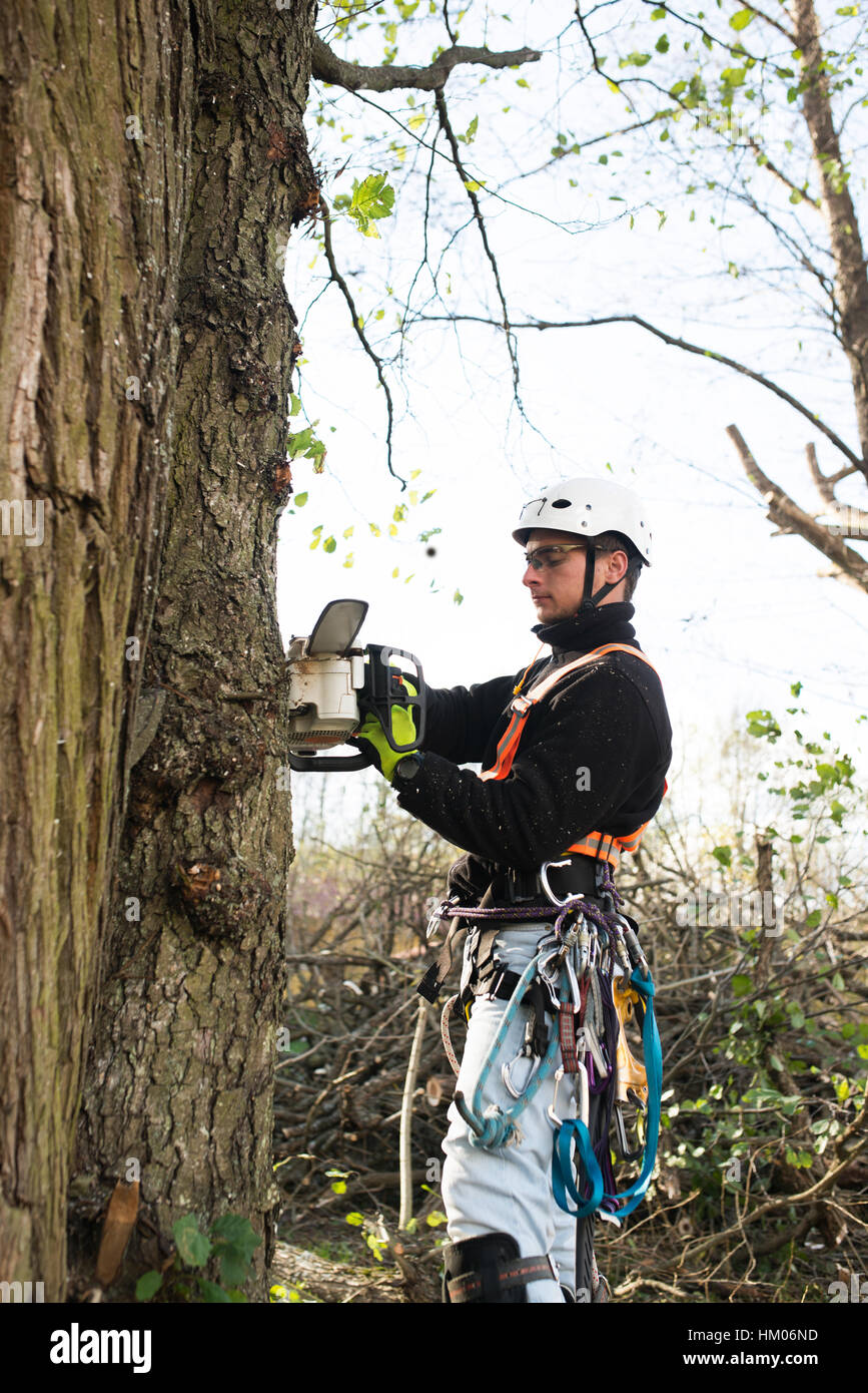 Lumberjack with chainsaw and harness pruning a tree Stock Photo - Alamy
