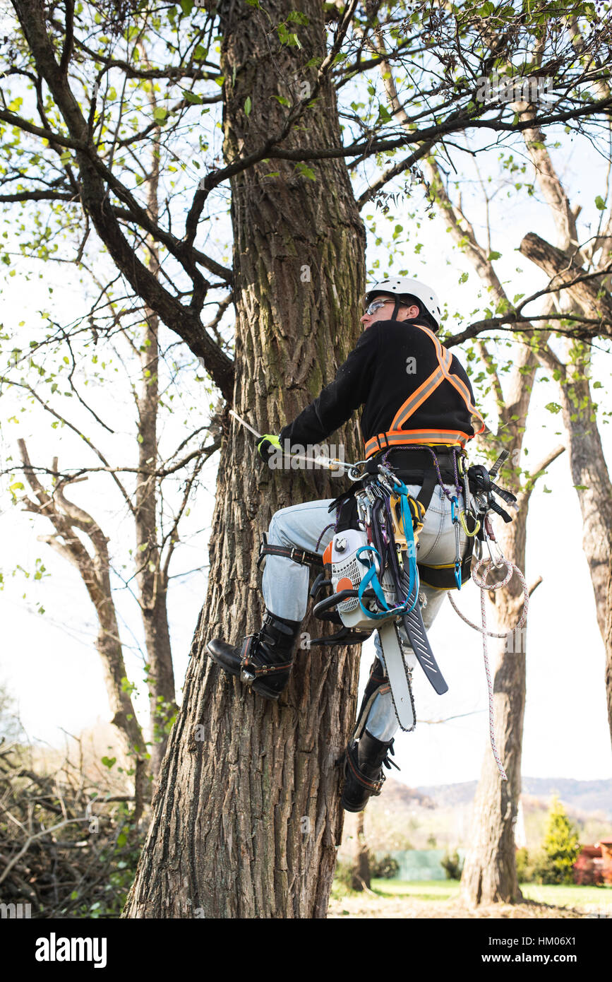 Lumberjack with saw and harness pruning a tree Stock Photo - Alamy