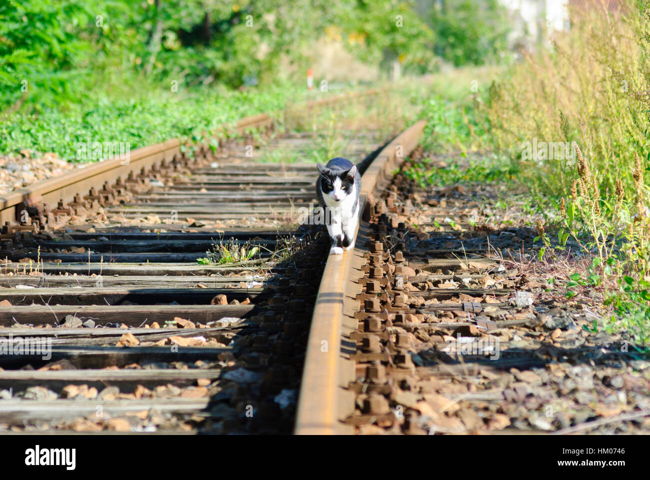 Cat on rail track hi-res stock photography and images - Alamy