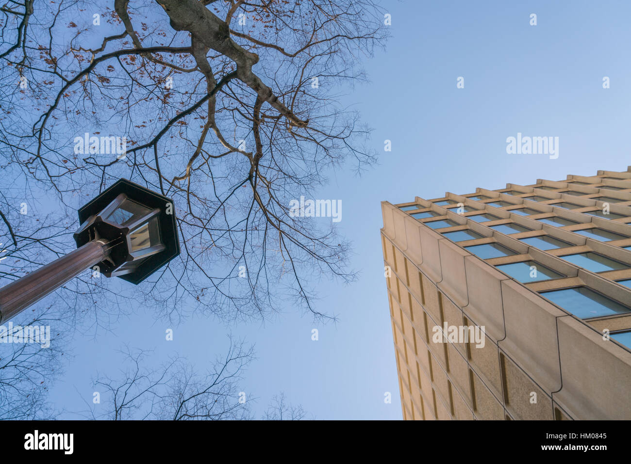 Tree branch with office building Stock Photo - Alamy