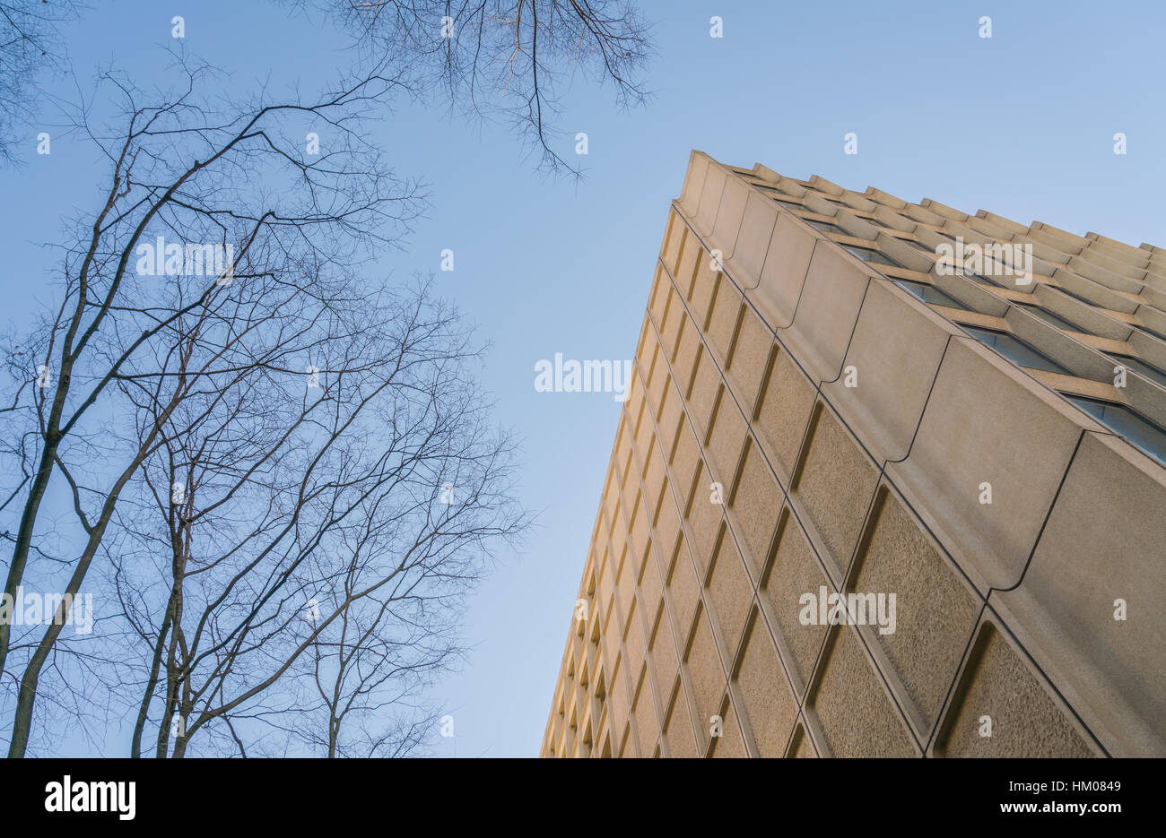 Tree branch with office building Stock Photo - Alamy