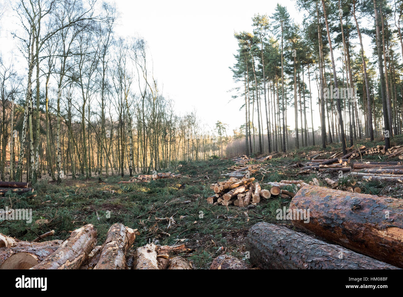 Cut logs and stump during logging in Aspley Woods, UK Stock Photo - Alamy
