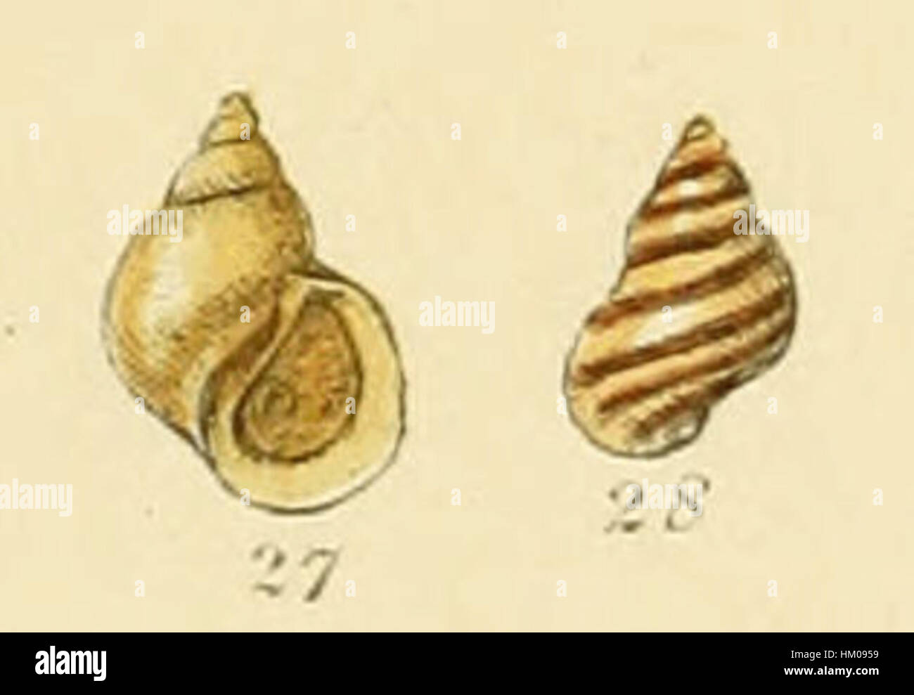 *Lacuna vincta*, commonly known as the banded lacuna, is a species of ...