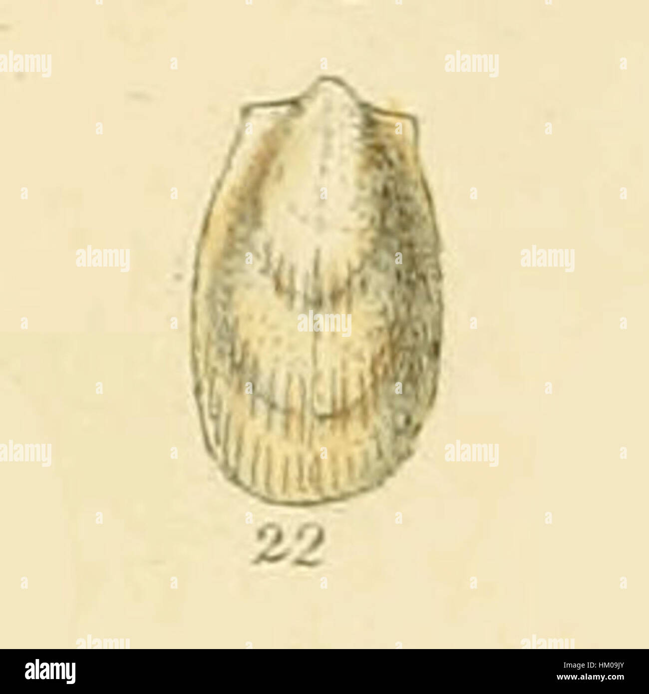 The Lima subauriculata, also known as Sowerby's oyster, is a species of ...