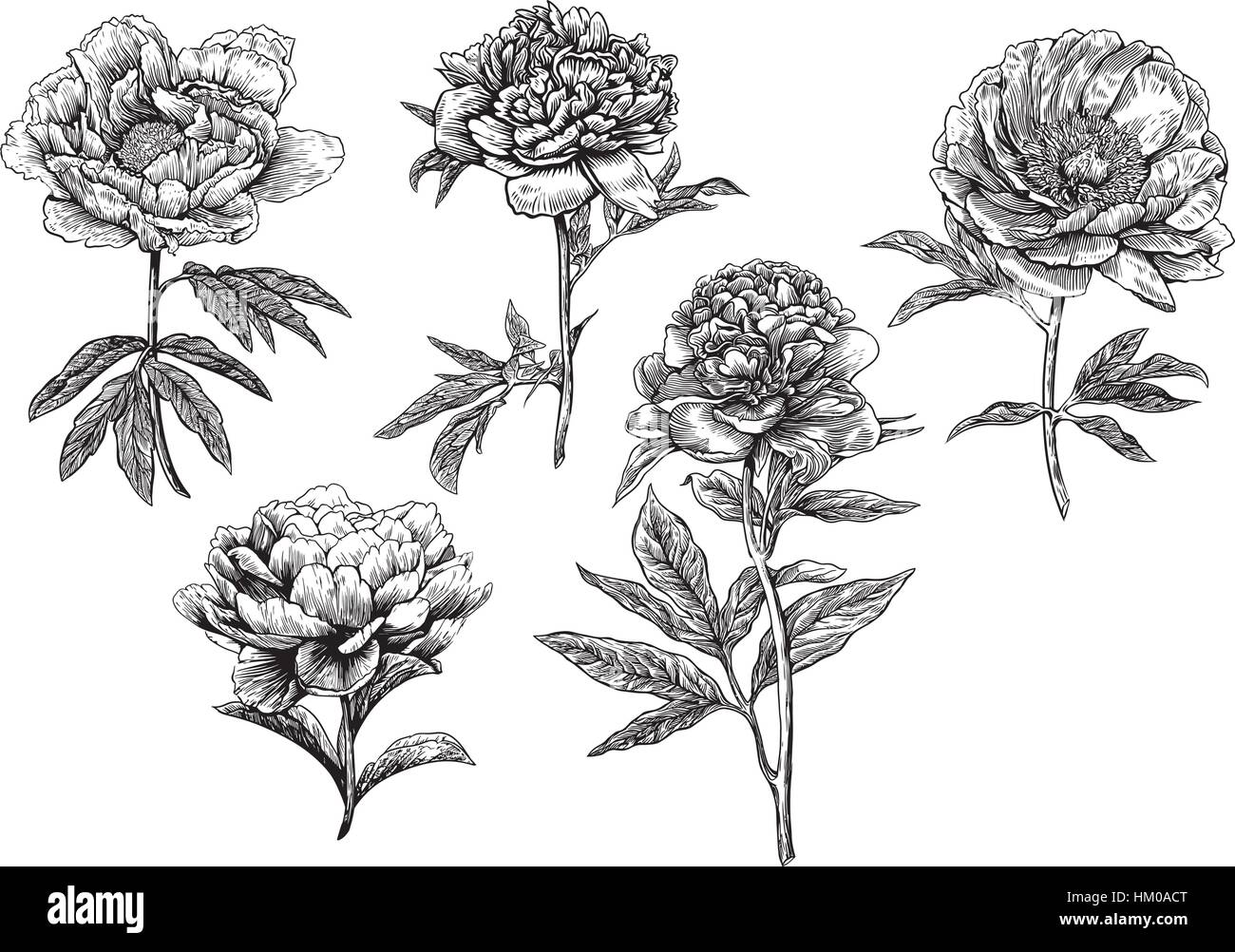 Peony, flower, engraving, drawing, vector, illustration, collection ...