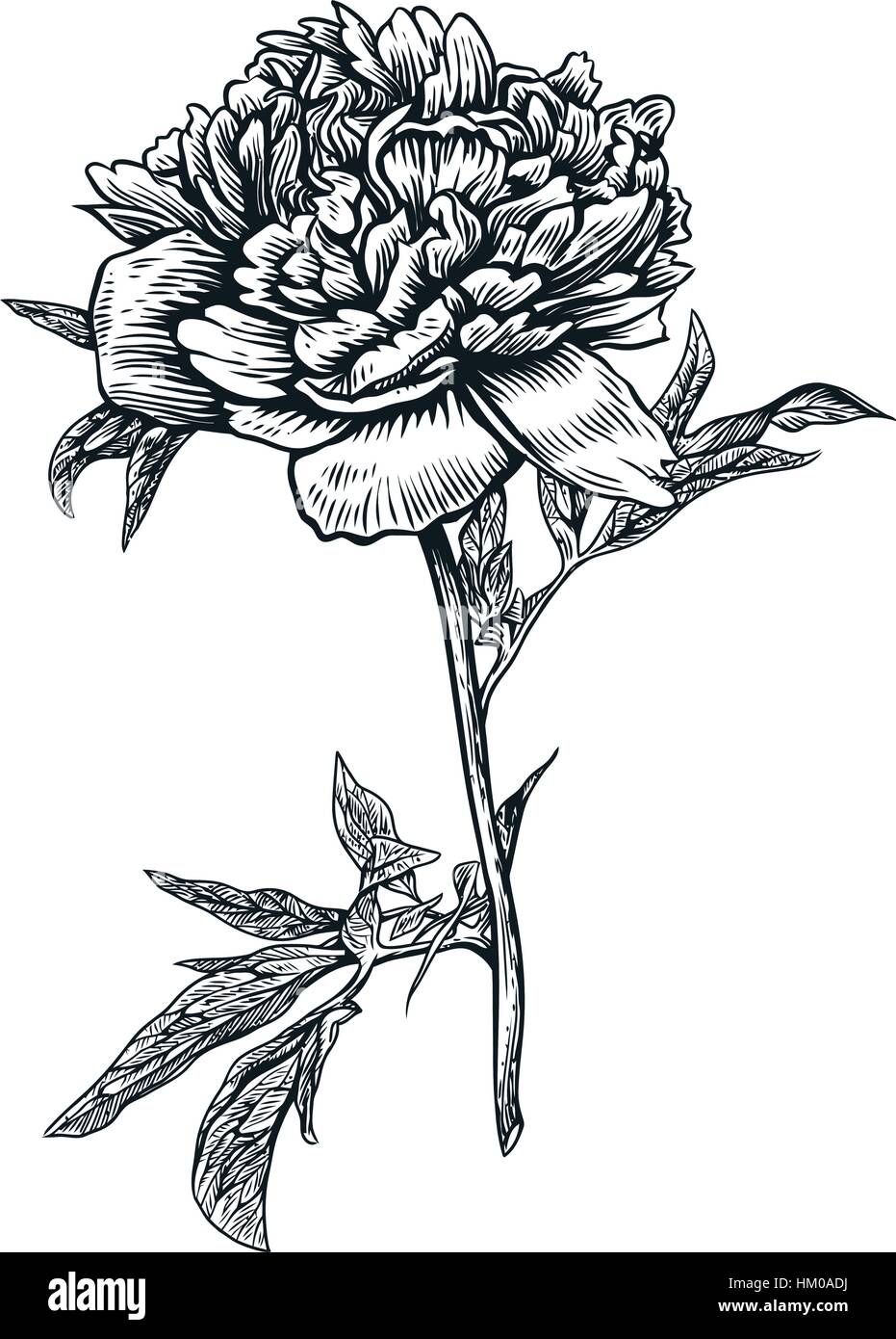 Peony, flower, engraving, drawing, vector, illustration Stock Vector ...