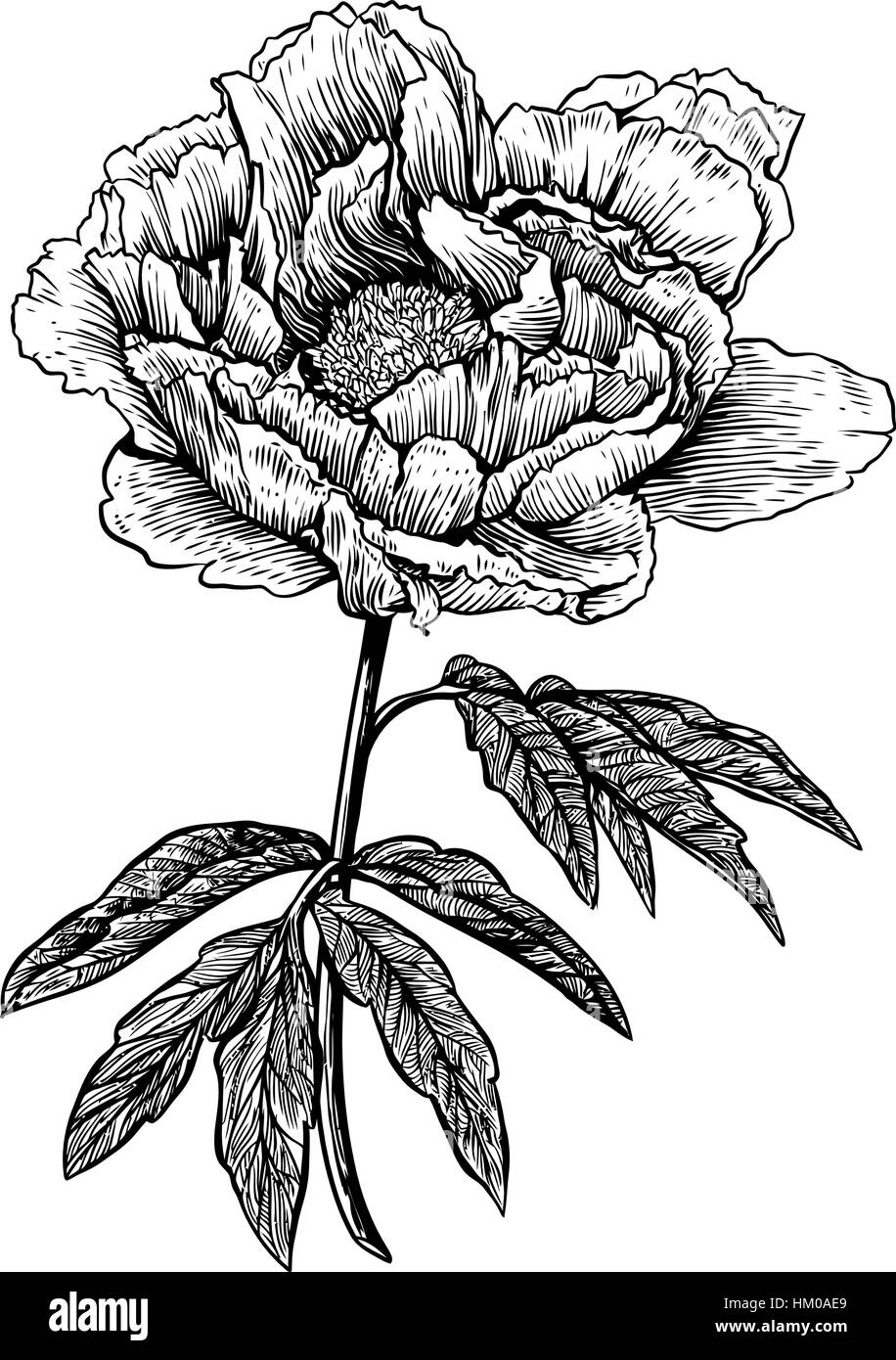 Peony, flower, engraving, drawing, vector, illustration Stock Vector ...