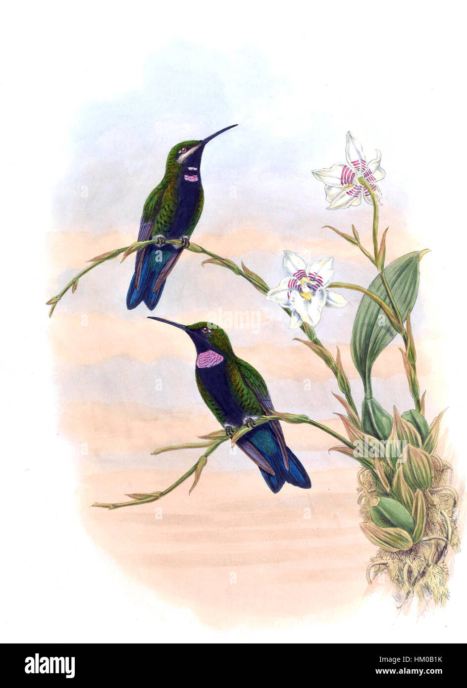 Species endemic Cut Out Stock Images & Pictures - Alamy