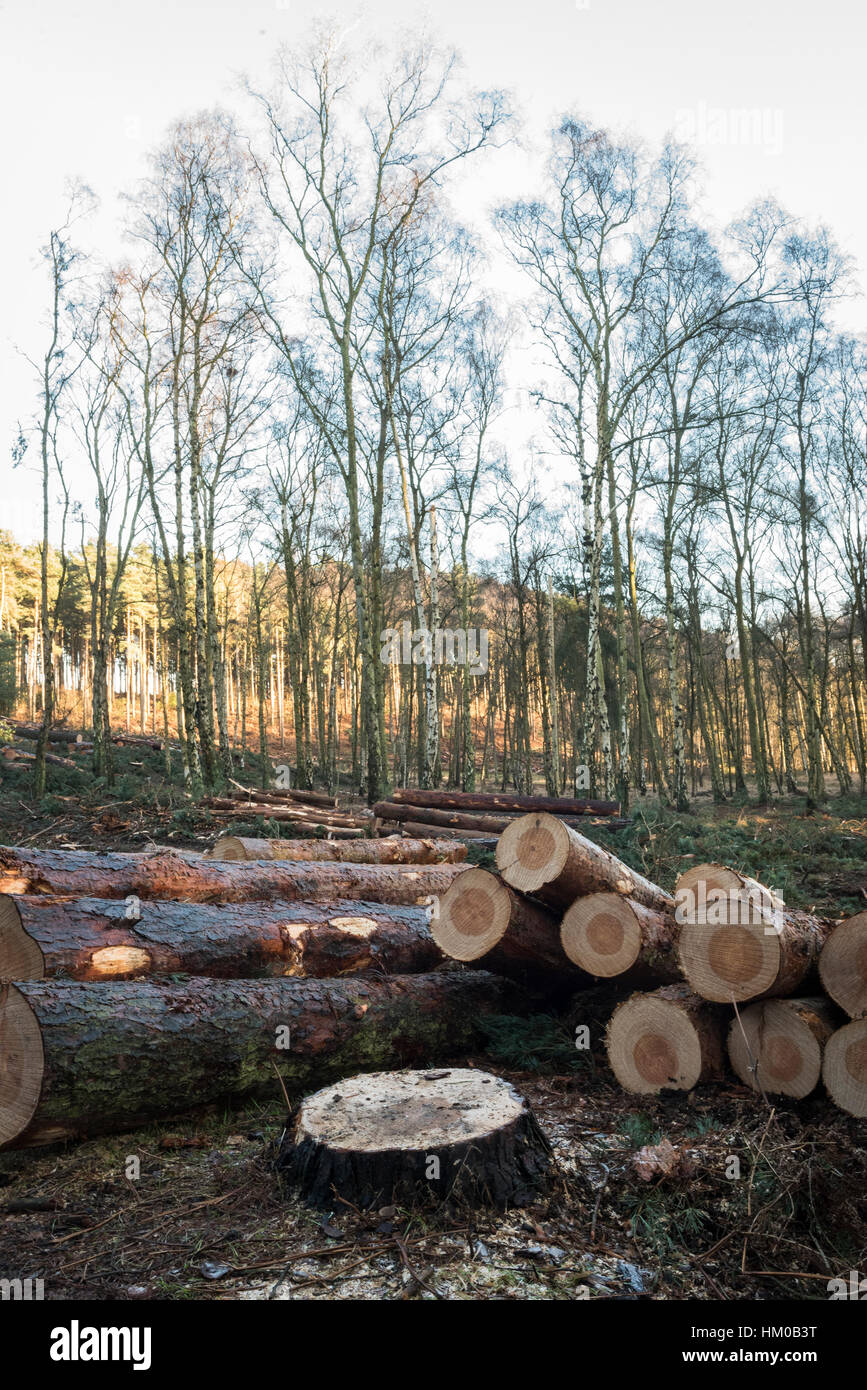 Cut logs and stump during logging in Aspley Woods, UK Stock Photo - Alamy