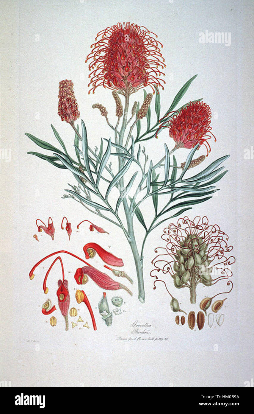 This illustration from 'Illustrationes Florae Novae Hollandiae' depicts ...