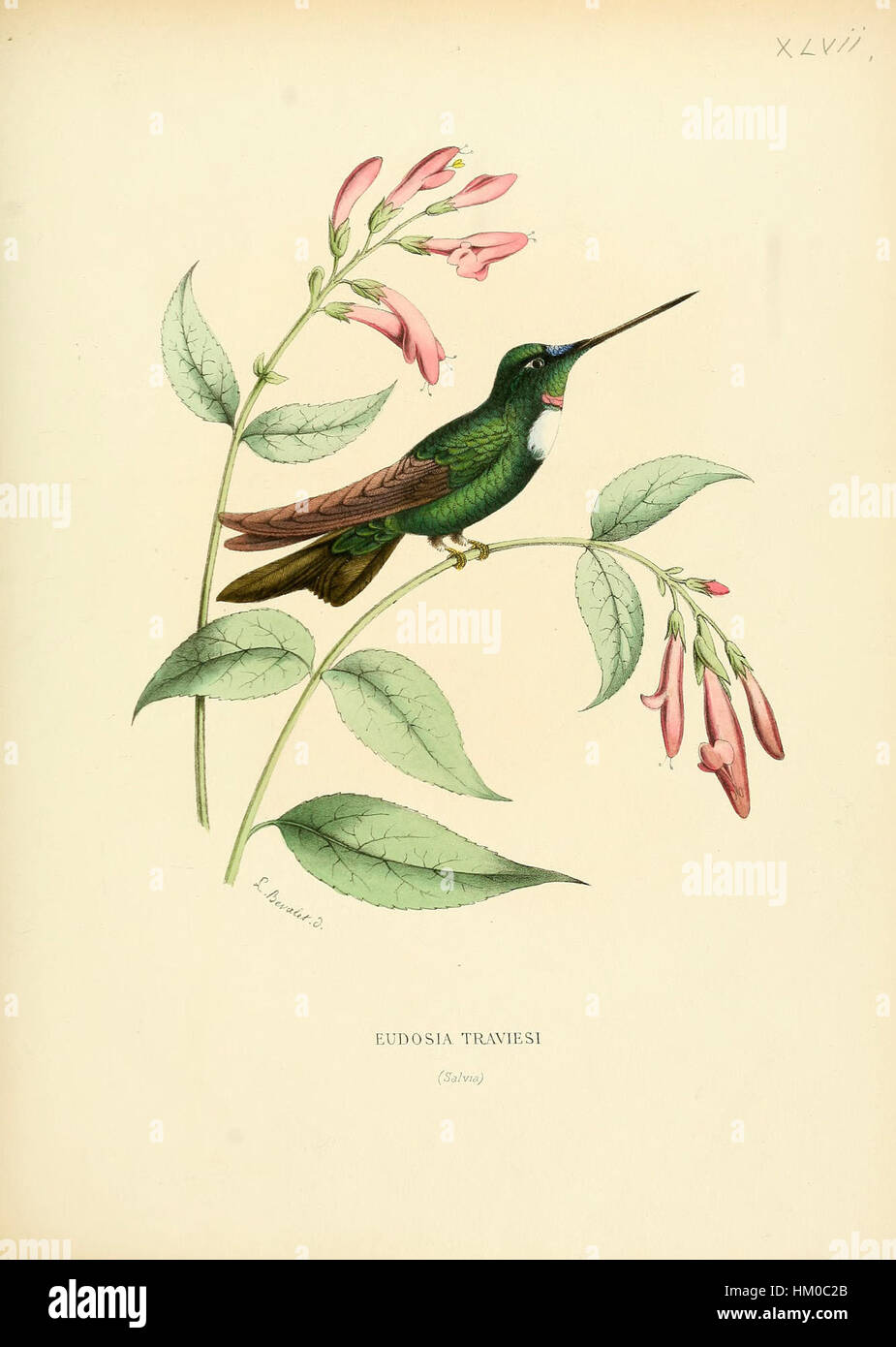 'Histoirenaturell00muls 0101' is an artwork that showcases the ...