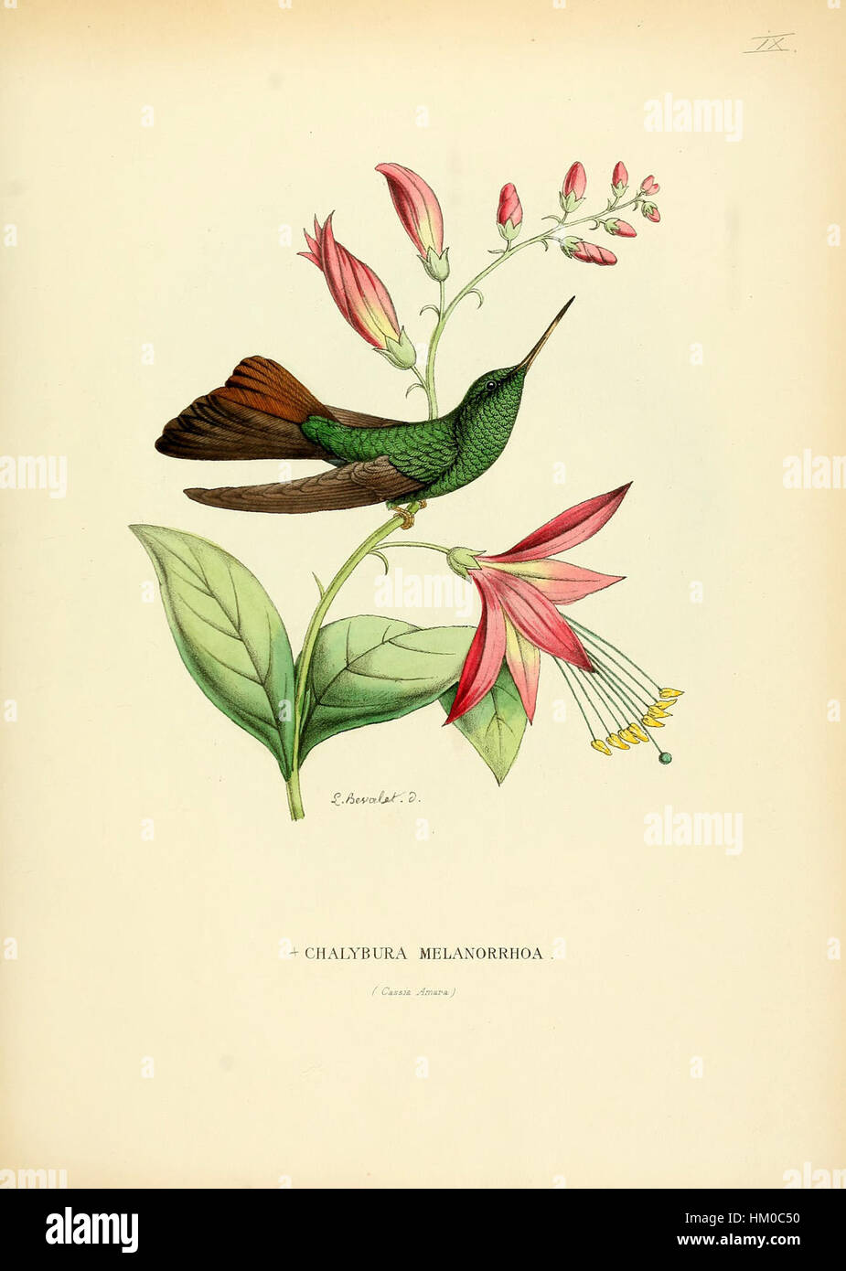 This painting from the *Histoirenaturell* series captures a ...