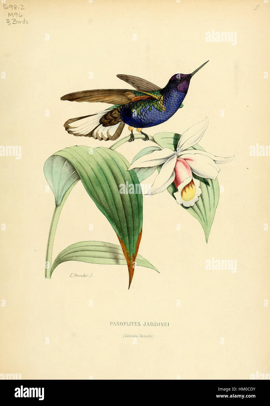 This artwork from 'Histoirenaturell00muls' depicts a classic 18th ...