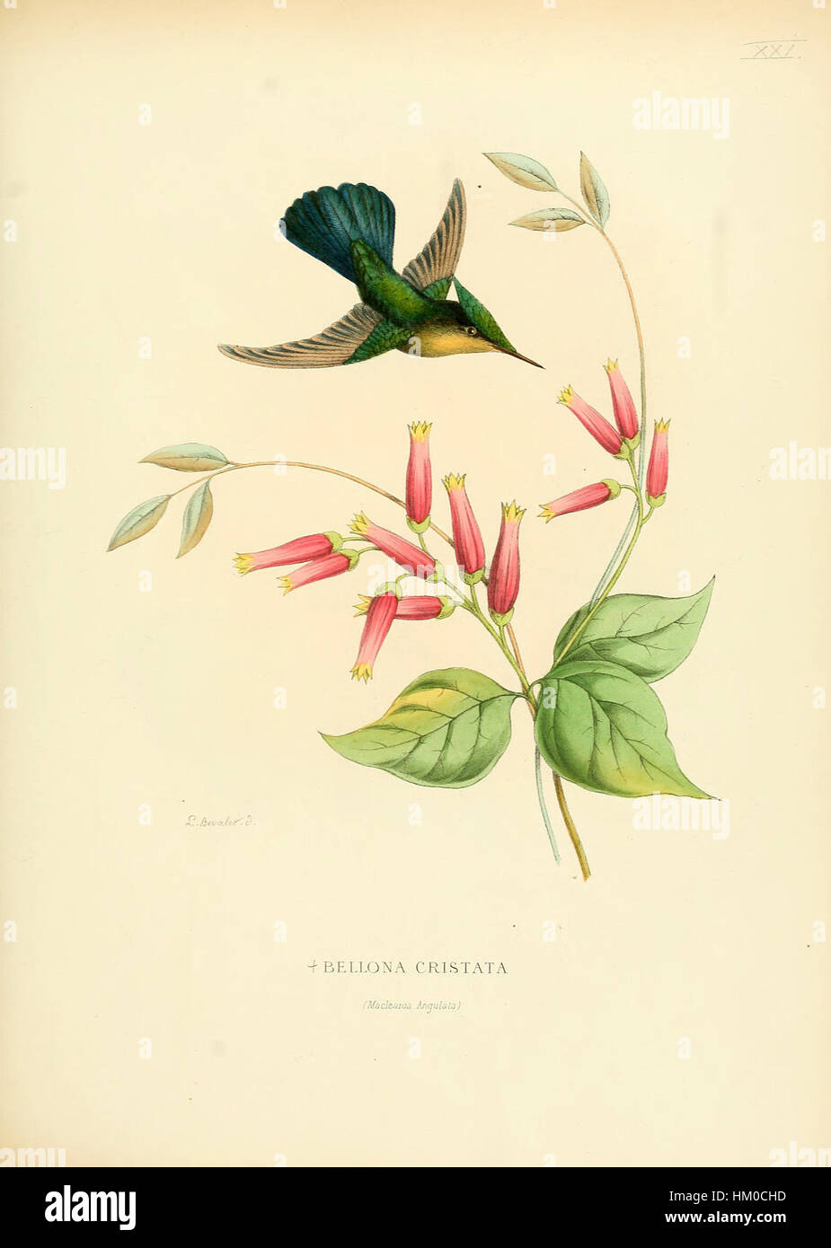 An artwork from the historical collection, 'Histoirenaturell00muls 0049 ...