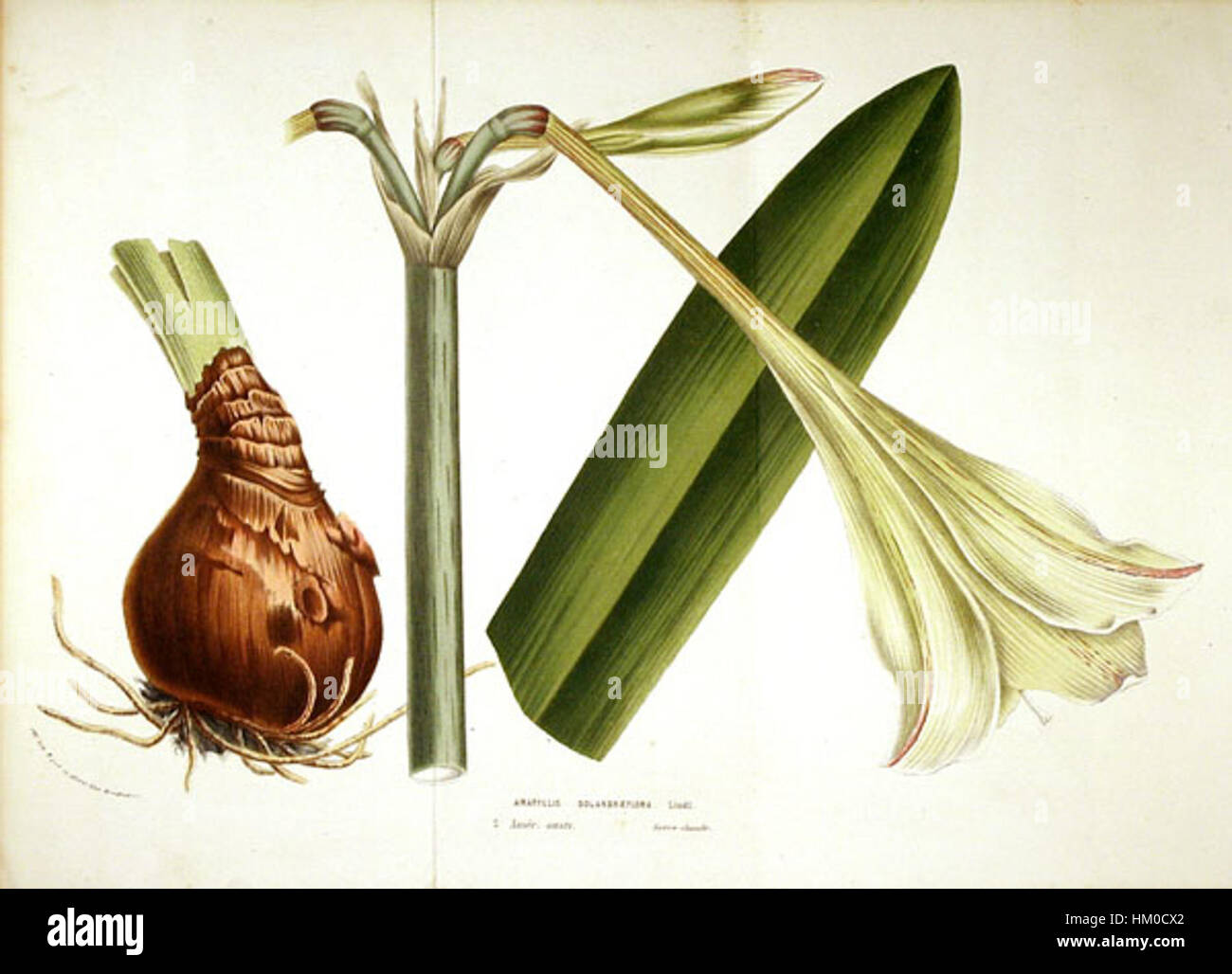 This botanical illustration depicts 'Hippeastrum solandriflorum,' a ...