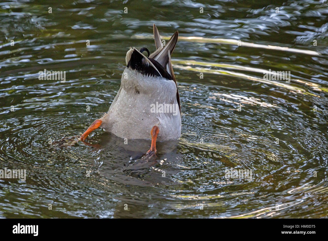 Mallard duck diving underwater hi-res stock photography and images - Alamy