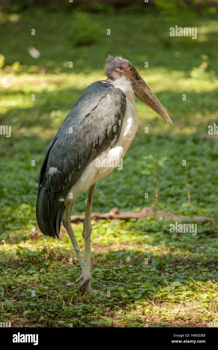 Large wading bird Marabou stork Stock Photo - Alamy