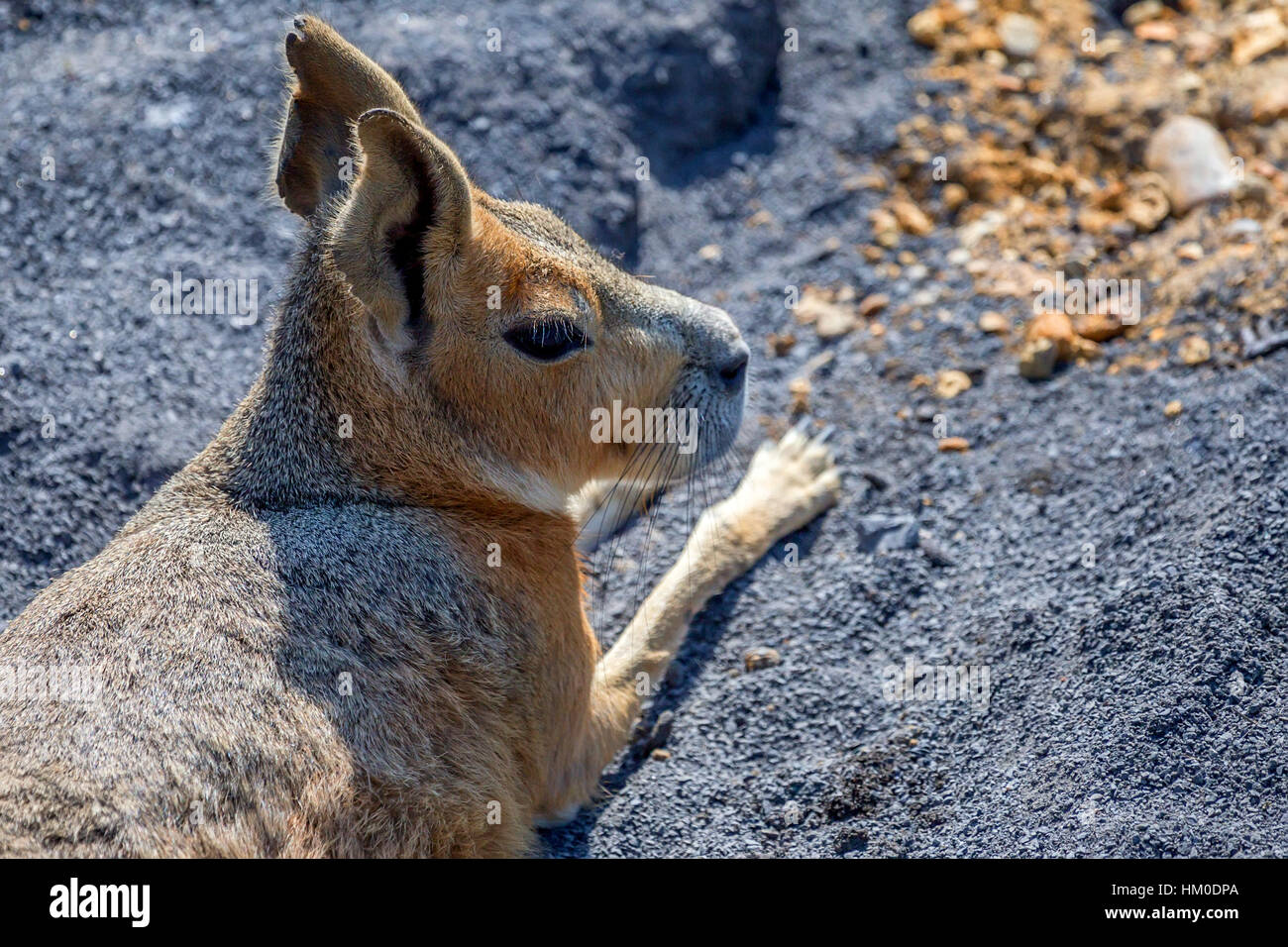 Patagonian Rabbit High Resolution Stock Photography and Images - Alamy