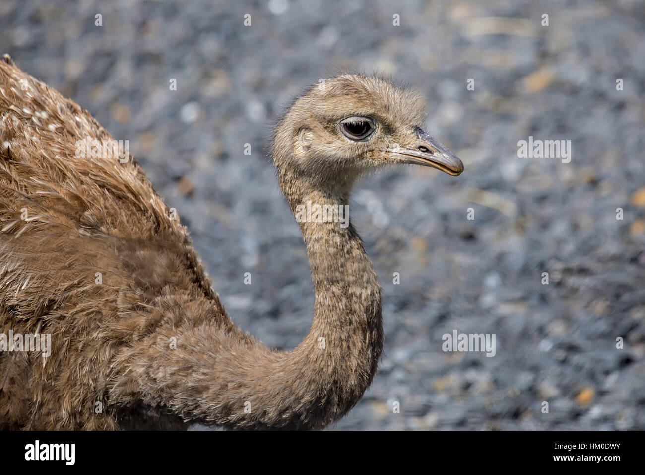 Close-up of Rhea Stock Photo - Alamy