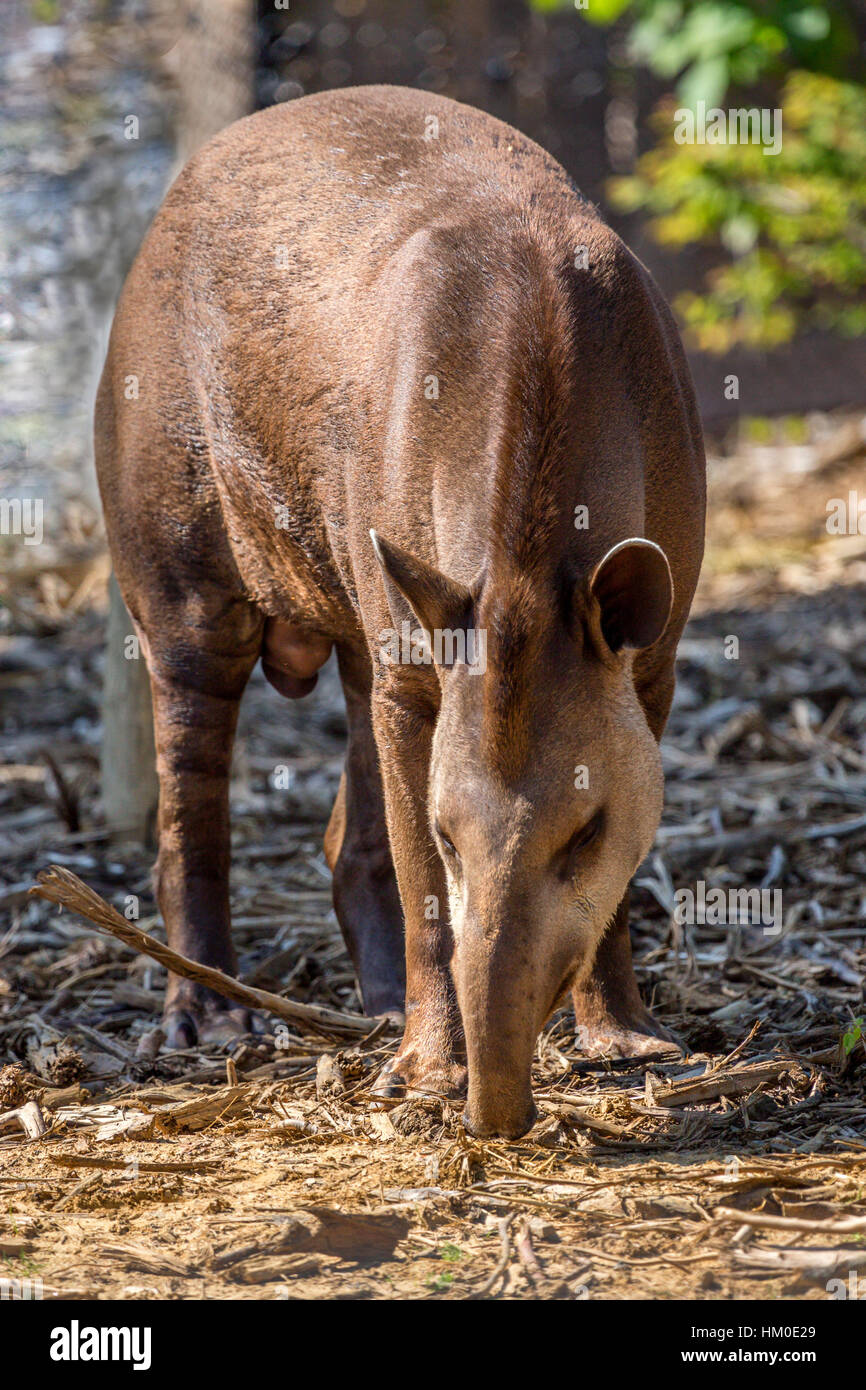 South america rainforest tapir hi-res stock photography and images - Alamy
