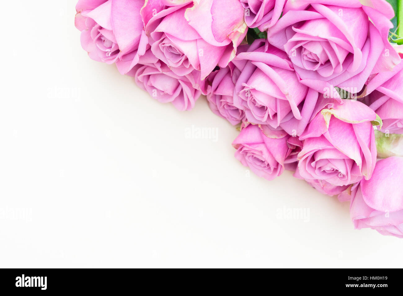 Valentines day violet roses Stock Photo - Alamy