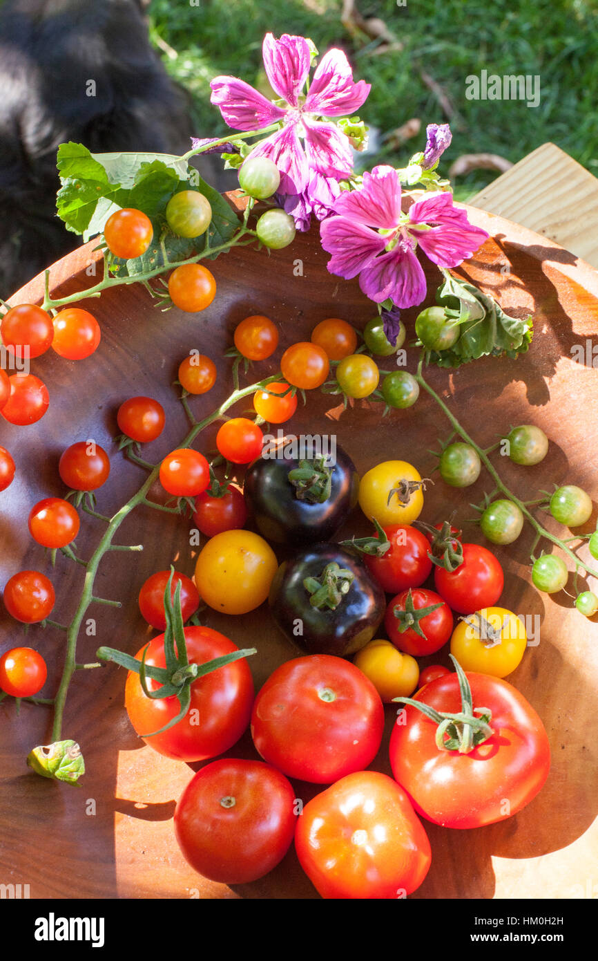 Variety of heirloom tomatoes in a rustic bowl and on a light wood ...
