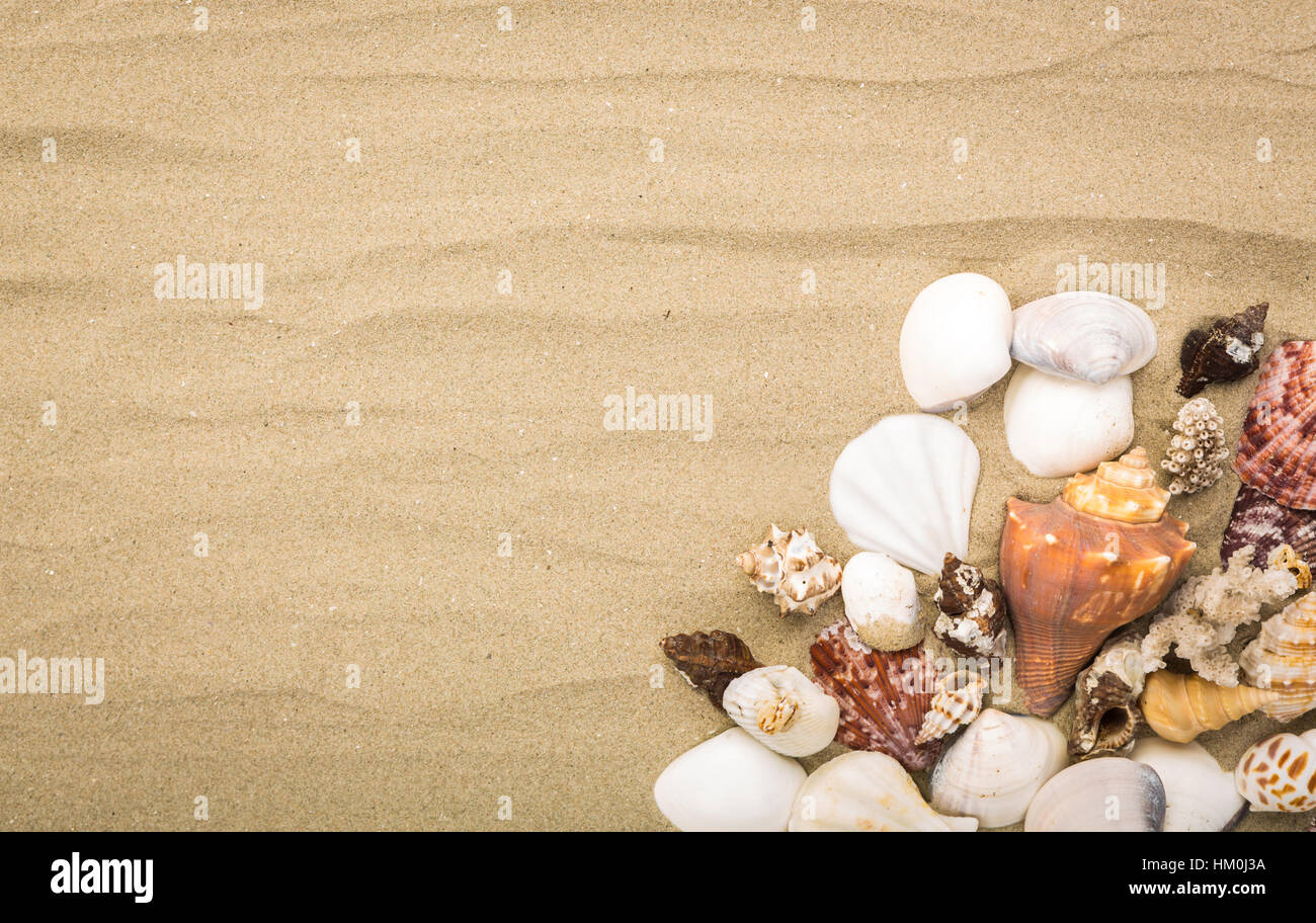 Sea shells on beach sand . Summer background Stock Photo - Alamy
