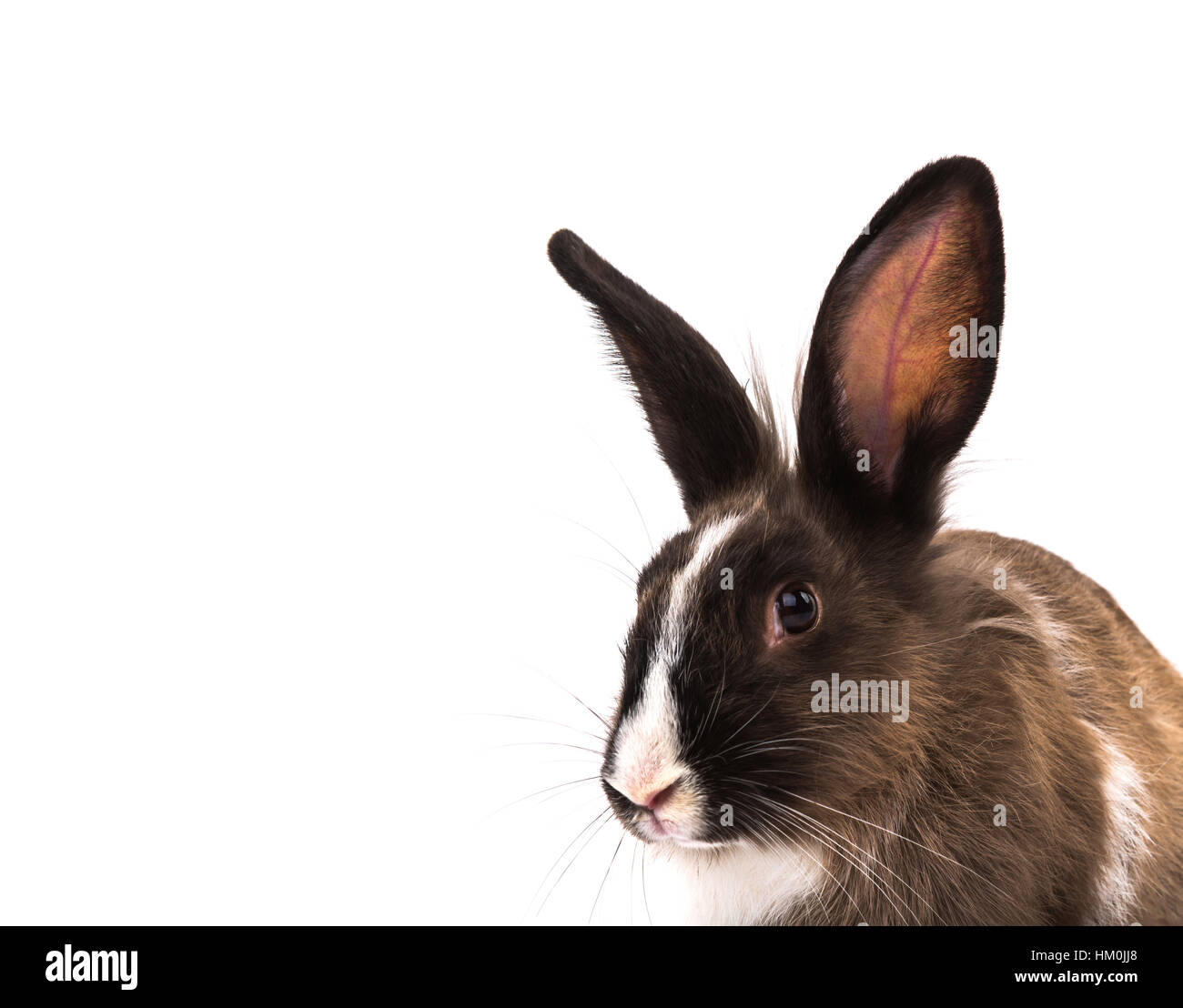 Rabbit isolated on a white background Stock Photo - Alamy