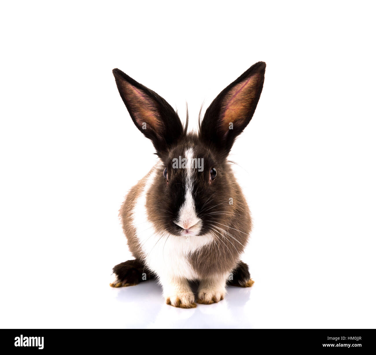 Rabbit isolated on a white background Stock Photo - Alamy