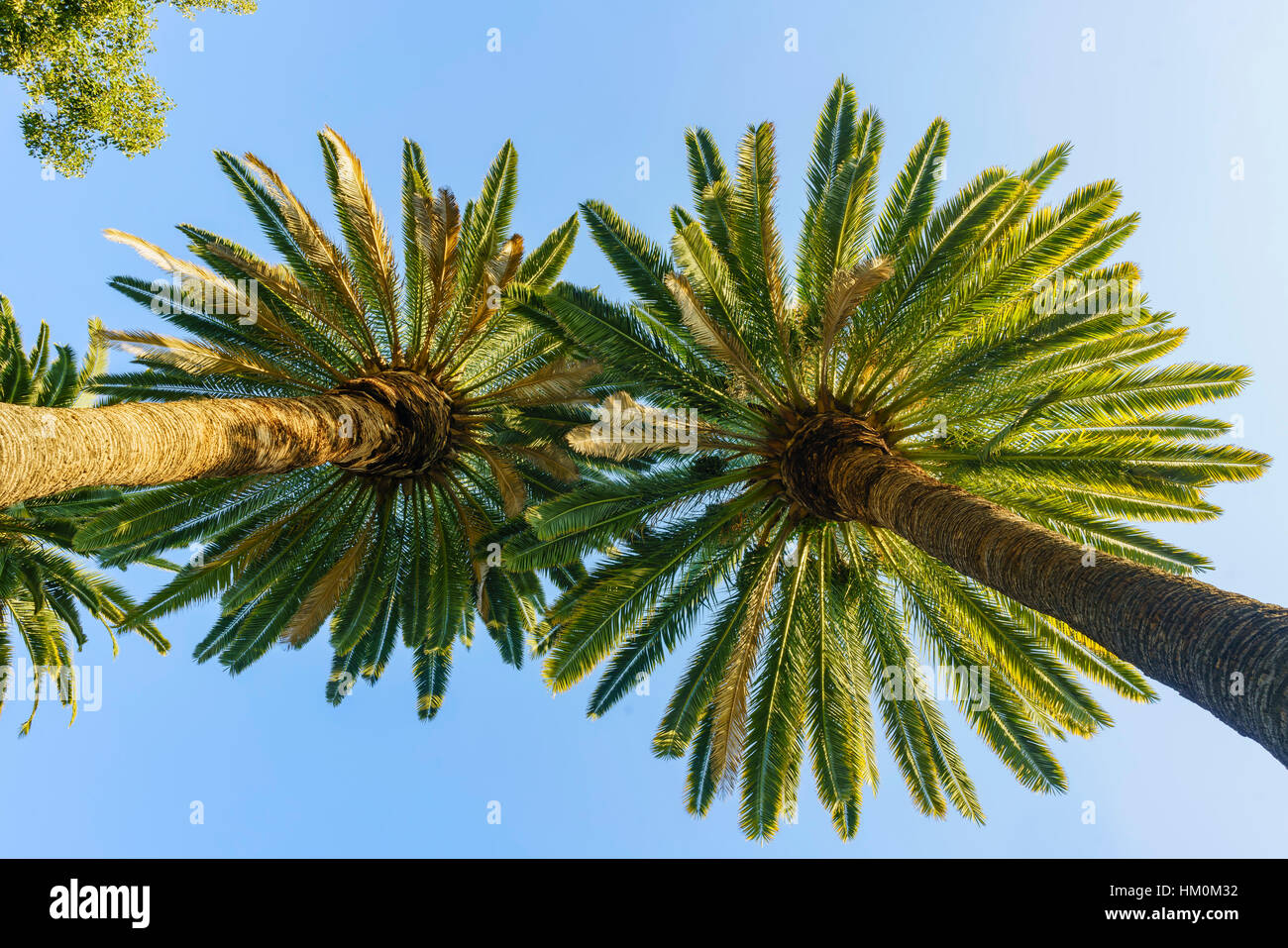 Beautiful palm trees saw at Temple City, California, USA Stock Photo ...