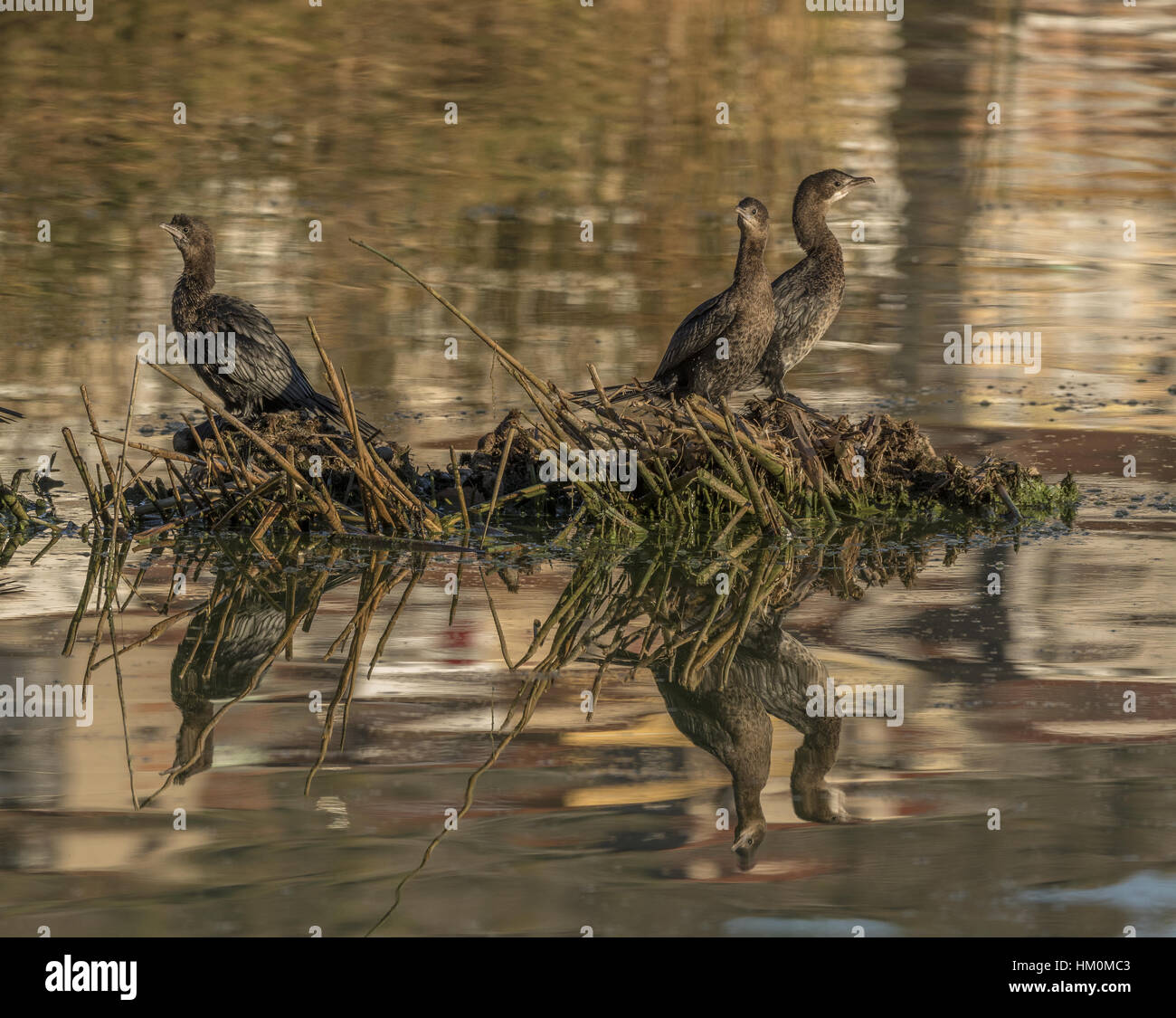 Pygmy cormorants, Microcarbo pygmeus small groups in autumn on floating ...