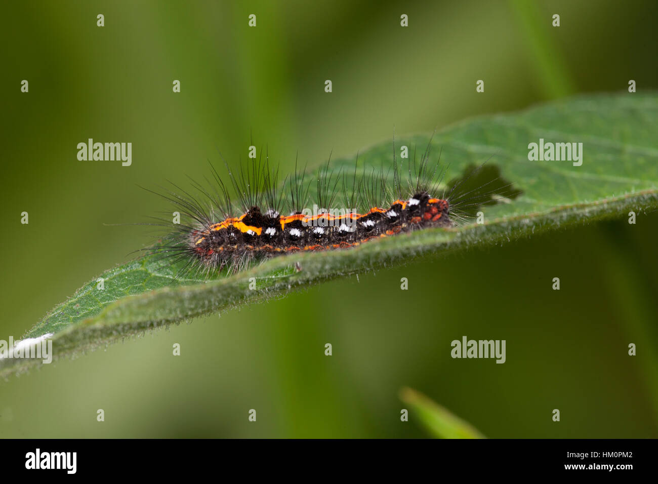 Close up of a beautiful caterpillar with nice colors Stock Photo - Alamy