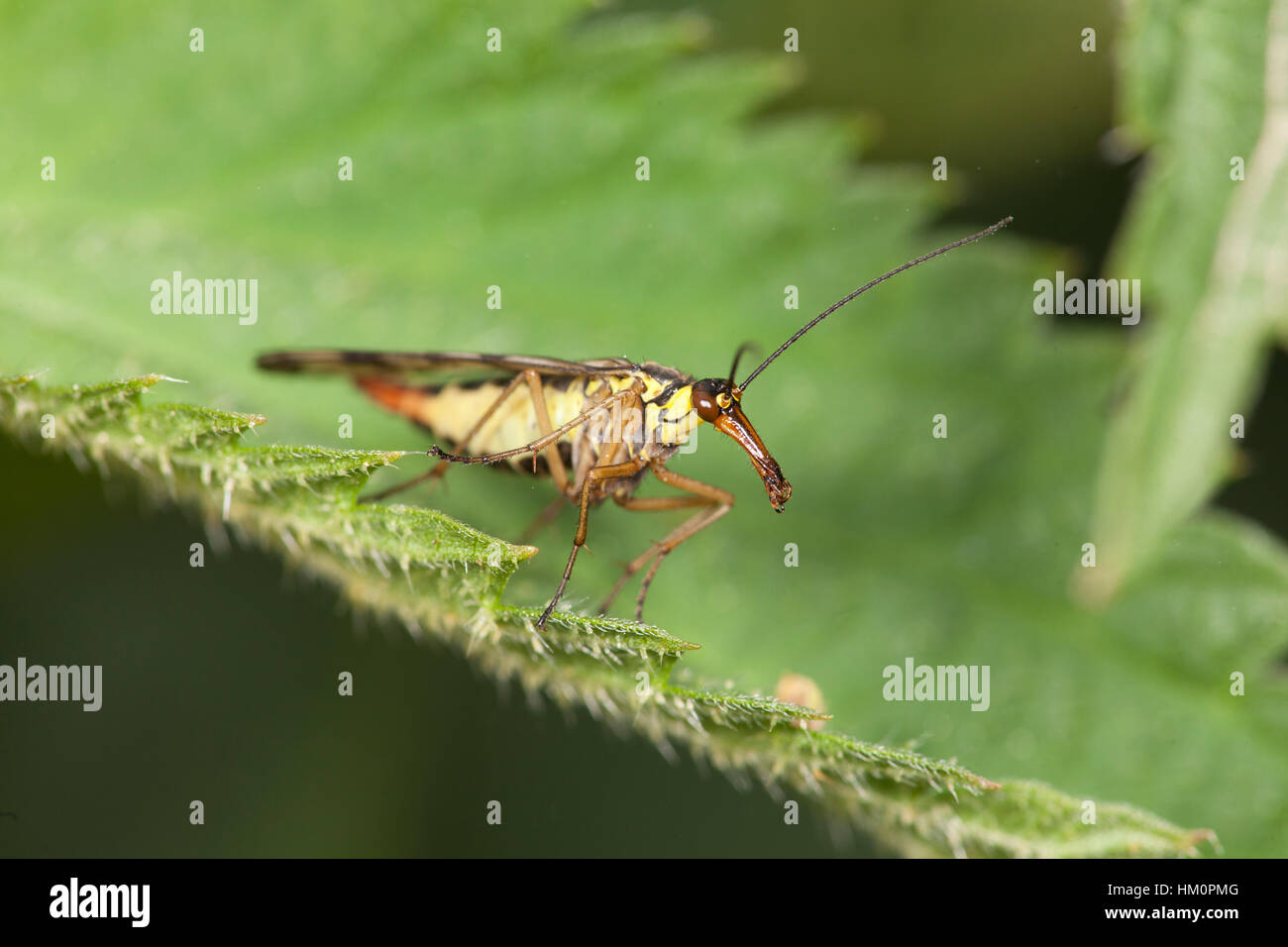 Close up of a Panorpidae Stock Photo - Alamy