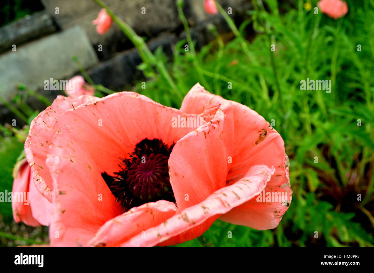 Big pink poppy hi-res stock photography and images - Alamy