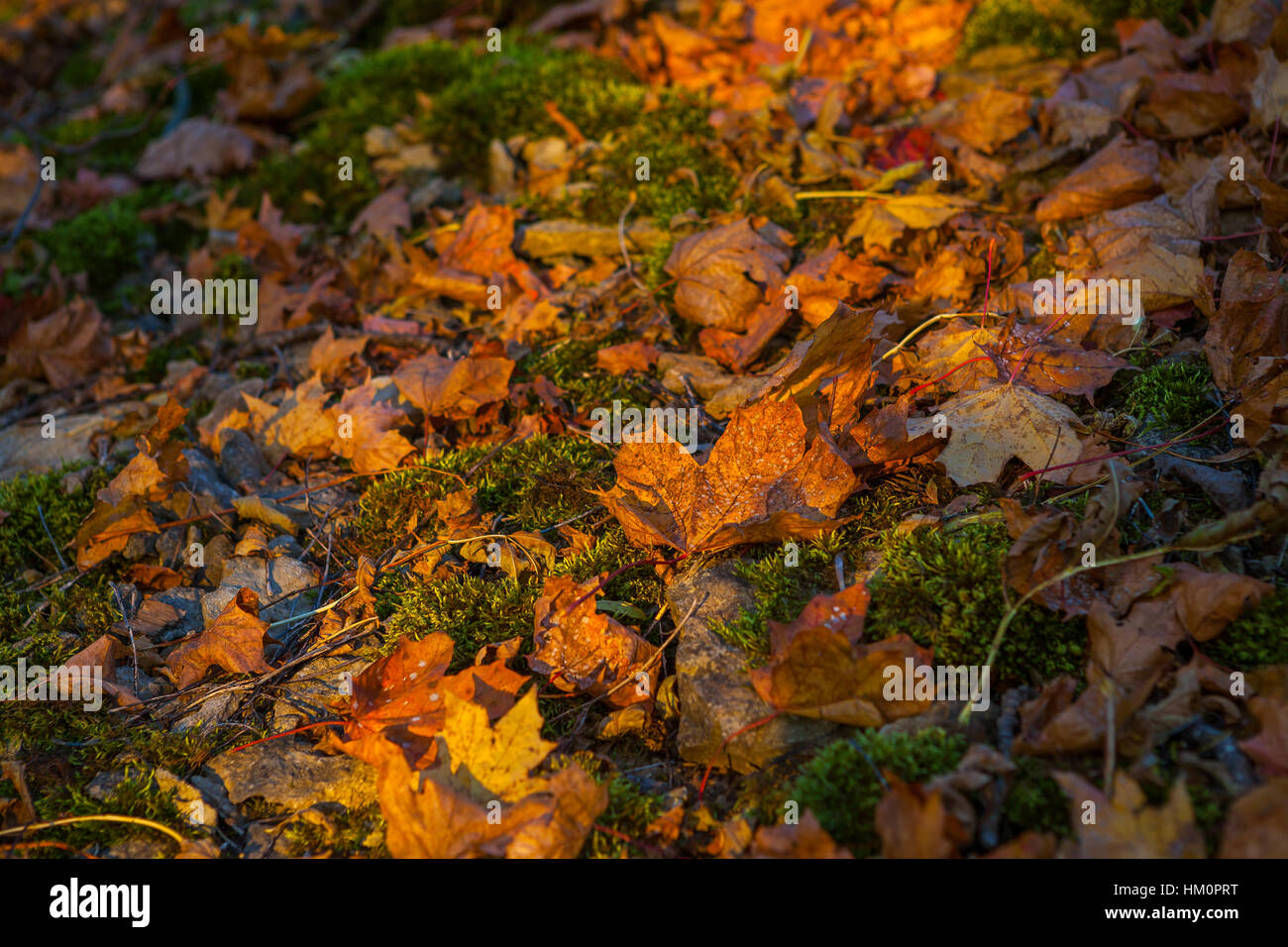 Autumn leaves and rays of light Stock Photo - Alamy