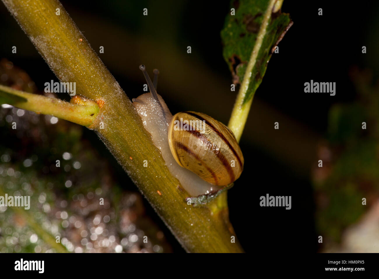 Close up of a beautiful snail in a tree Stock Photo - Alamy
