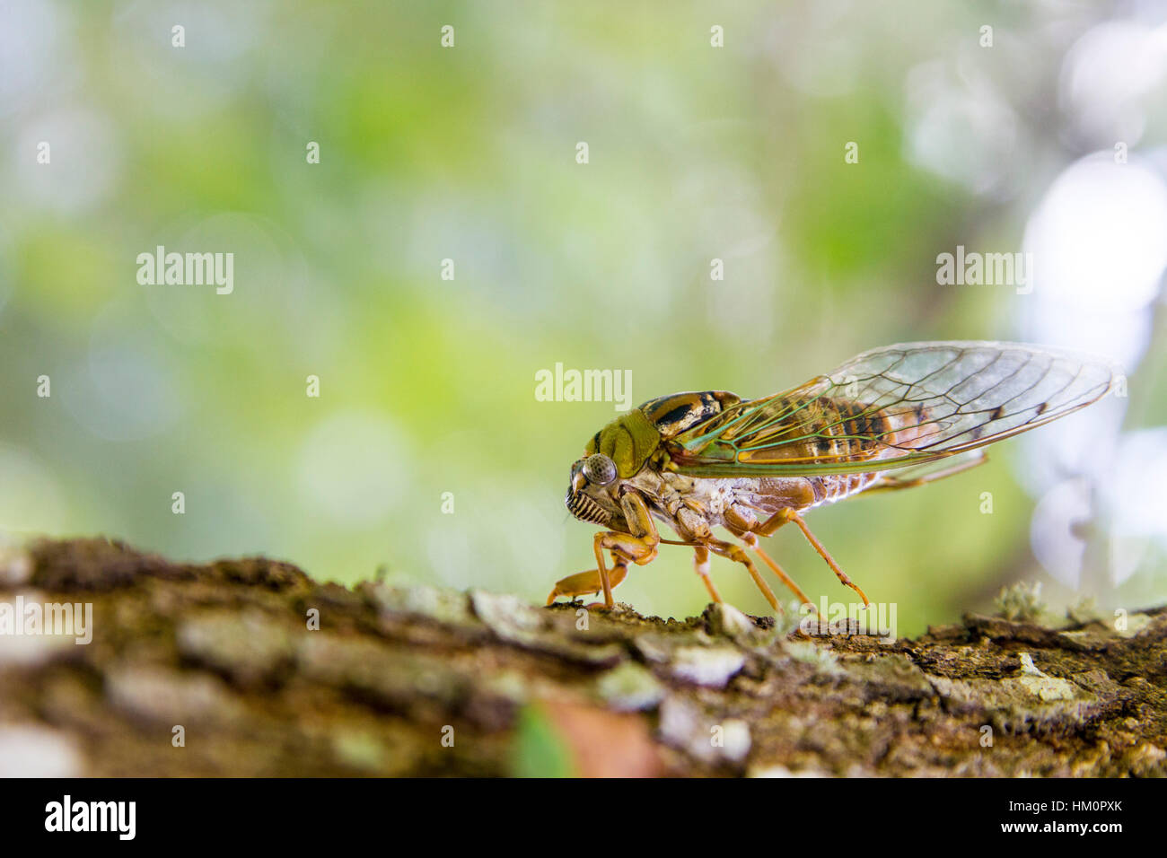 Cicada hemiptera cicadidae hi-res stock photography and images - Alamy