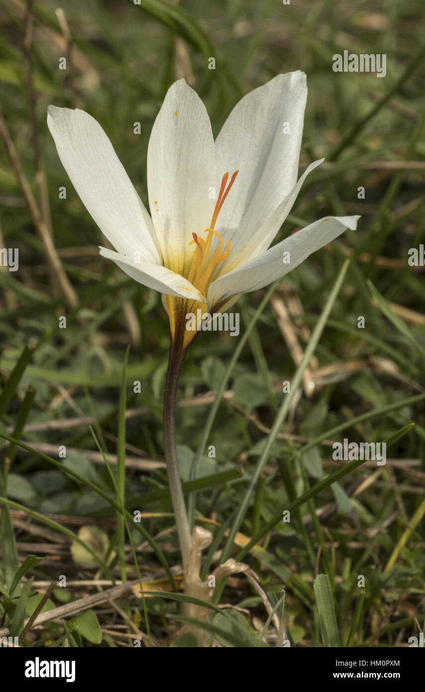 Adriatic crocus hi-res stock photography and images - Alamy
