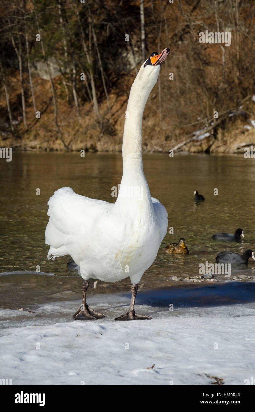 Swan on ice Stock Photo - Alamy