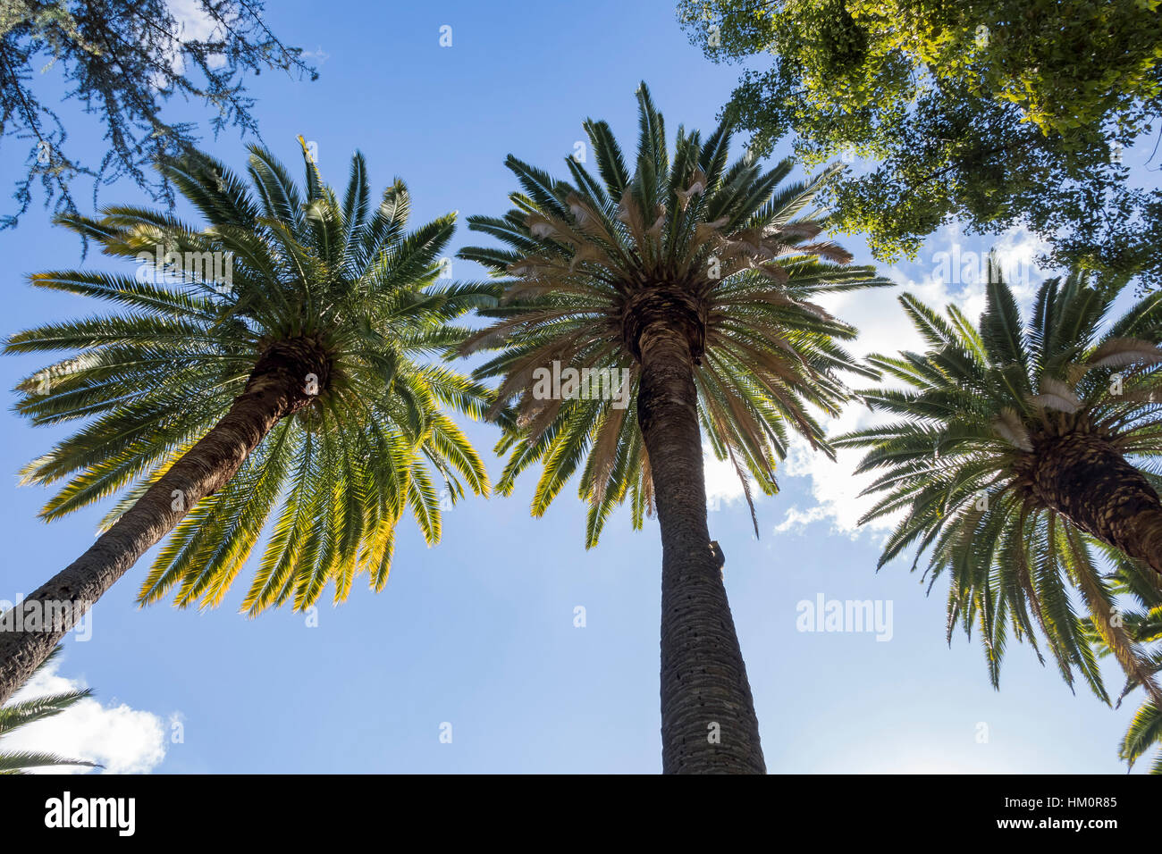 Beautiful palm trees saw hi-res stock photography and images - Alamy