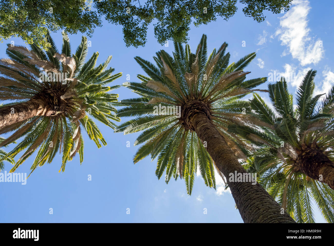 Beautiful palm trees saw at Temple City, California, USA Stock Photo ...