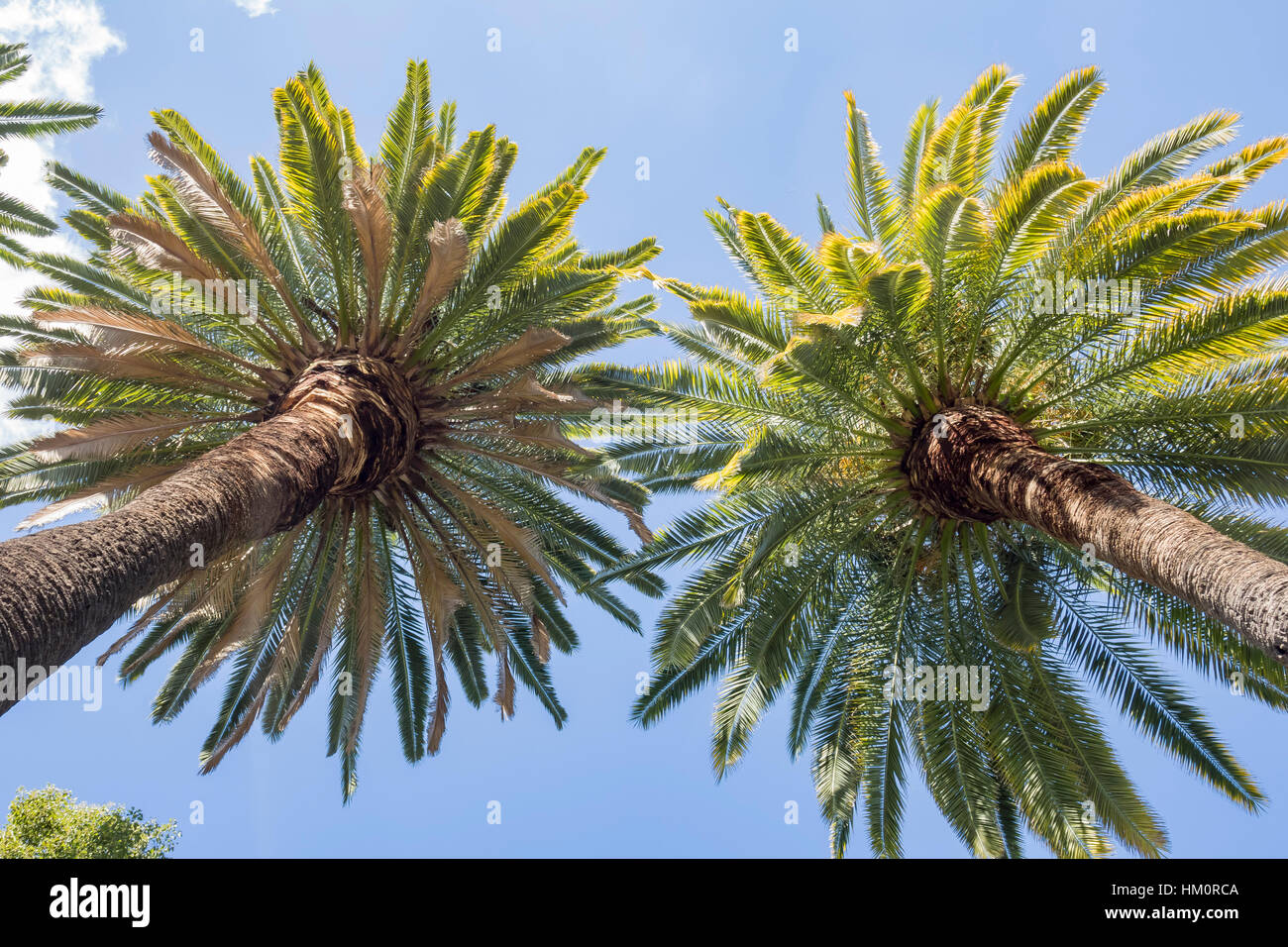 Beautiful palm trees saw at Temple City, California, USA Stock Photo ...