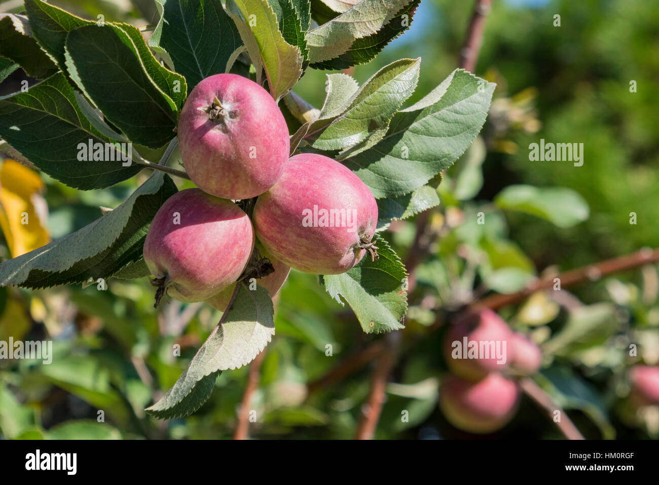 California apple hi-res stock photography and images - Alamy